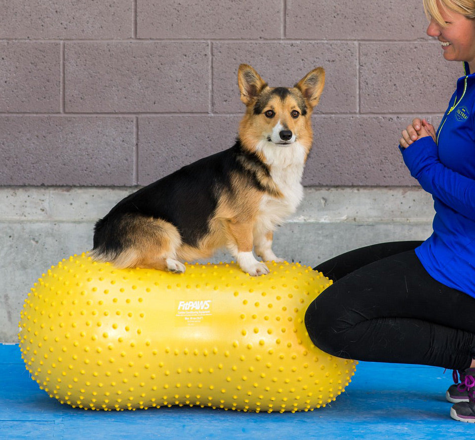 Now Where Did I Bury That Bone? – FitPaws