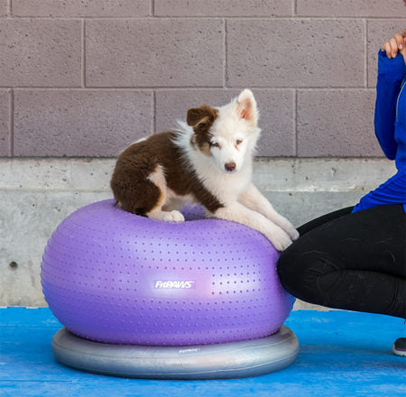Canine Fitness is for Dogs Young and Old – FitPaws