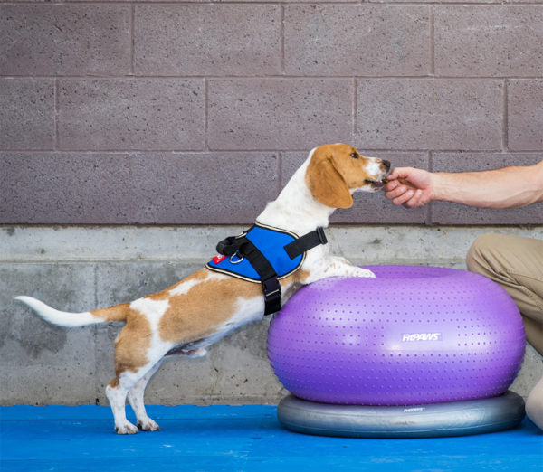 How To Get Your Dog on FitPaws Equipment